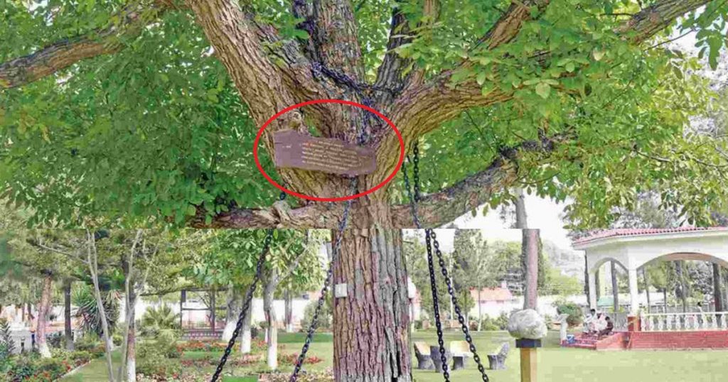 A Banyan Tree In Pakistan Has Been Arrested And Chained For The Last ...